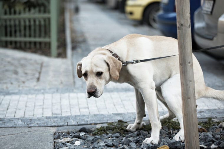 Why Does My Dog Poop on Concrete? 8 Possible Reasons | Hepper Pet Resources