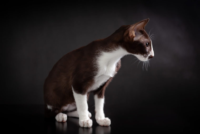 10 Interesting Types of Bicolor Cat Breeds (With Info & Pictures ...