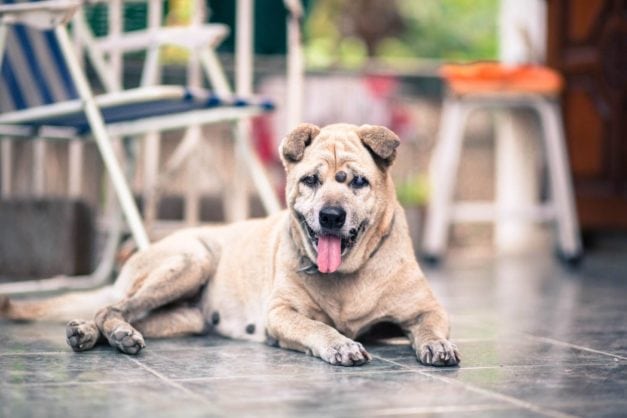Skin Tag on Dog: Vet-Verified Facts, Causes & Diagnosis | Hepper Pet ...
