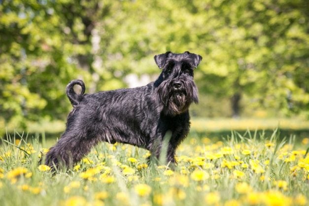 What Were Schnauzers Bred For? Breed History Explained | Hepper Pet ...