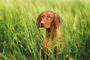 Is Roundup Safe for Dogs? Vet-Approved Safety Advice & Info | Hepper ...