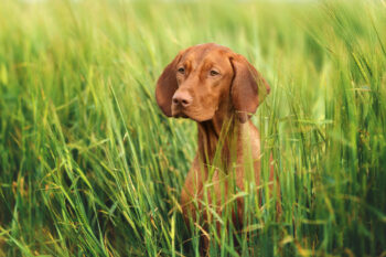 Is Roundup Safe for Dogs? Vet-Approved Safety Advice & Info | Hepper ...