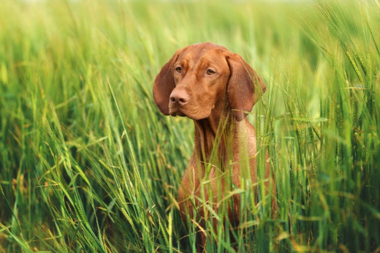 Is Roundup Safe for Dogs? Vet-Approved Safety Advice & Info | Hepper ...