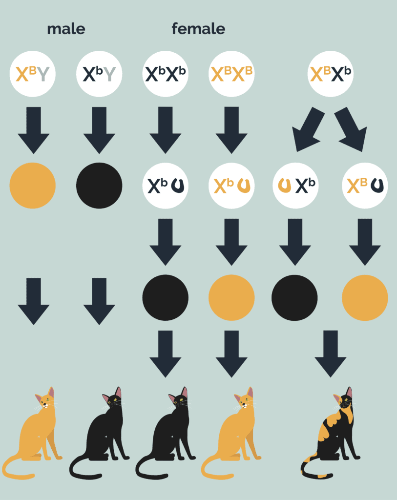 Cat Coat Genetics 101: Explaining the Essentials (Vet Reviewed ...