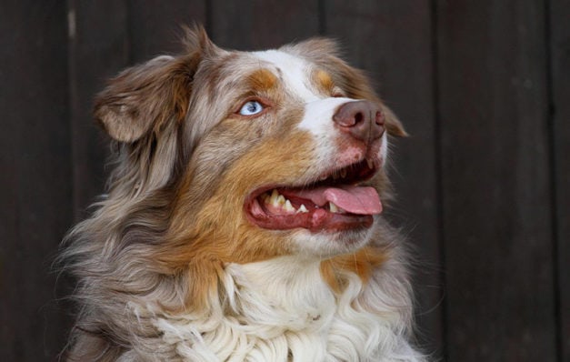 15 Fascinating Facts About Australian Shepherds | Hepper Pet Resources