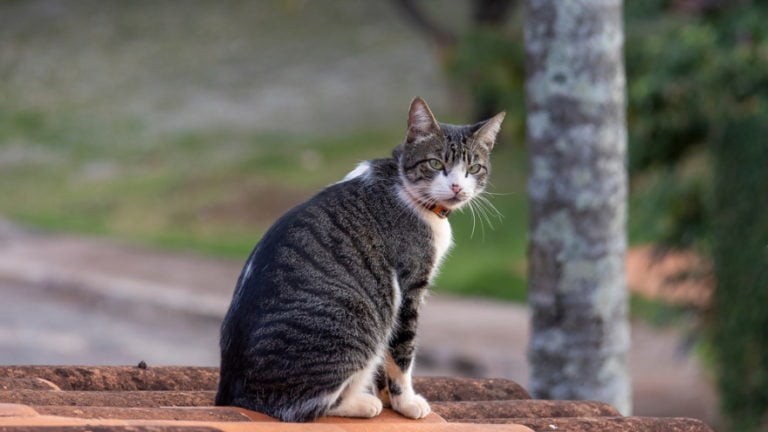 18 American Cat Breeds (With Info & Pictures) | Hepper Pet Resources