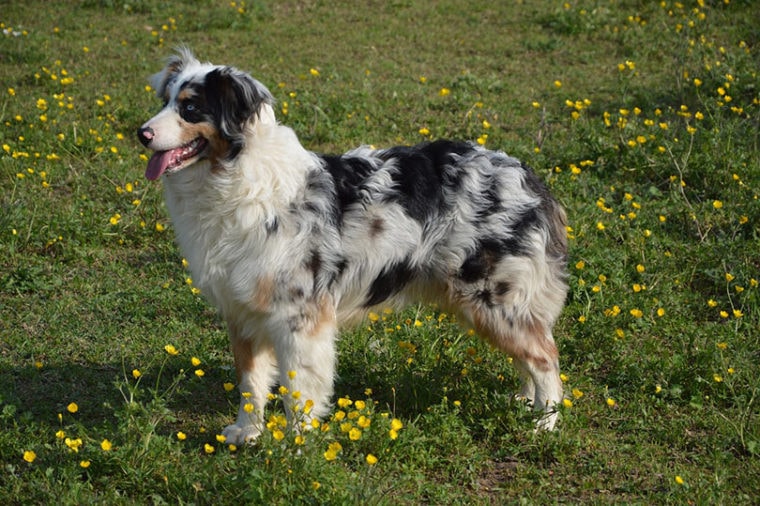 How Big Do Australian Shepherds Get? Breed Facts & FAQ | Hepper Pet ...