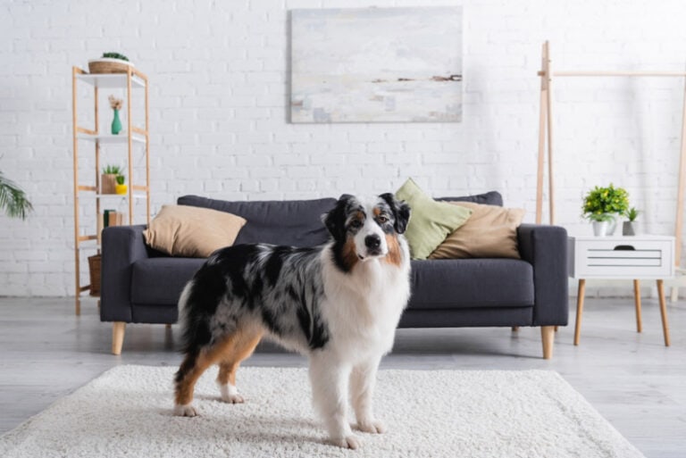 5 Australian Shepherd Haircuts & Grooming Styles in 2026 (with Pictures ...