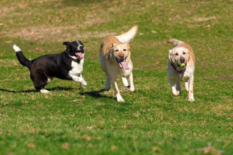 How to Teach Your Dog to Play Nicely with Other Dogs in 10 Simple Steps ...