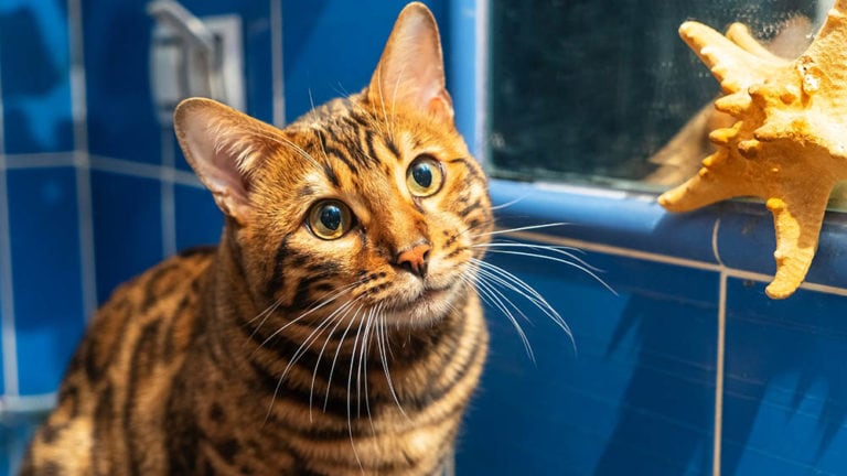 10 Reasons Why Cats Are So Curious: Instinct & Personality Facts ...