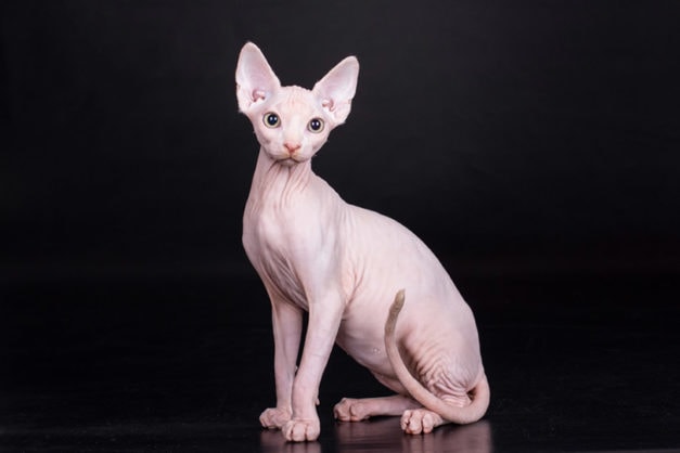 12 Ugly Cat Breeds (That We Still Love): Info, Pictures, Traits, & More ...