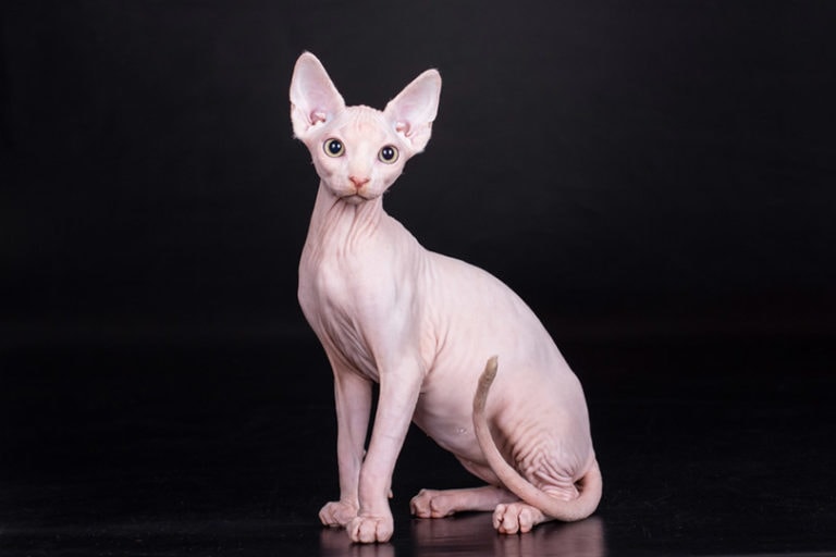 12 Ugly Cat Breeds (That We Still Love): Info, Pictures, Traits, & More ...