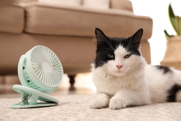 Do Cats Like Fans? Vet-Verified Facts & Recommendations | Hepper Pet ...