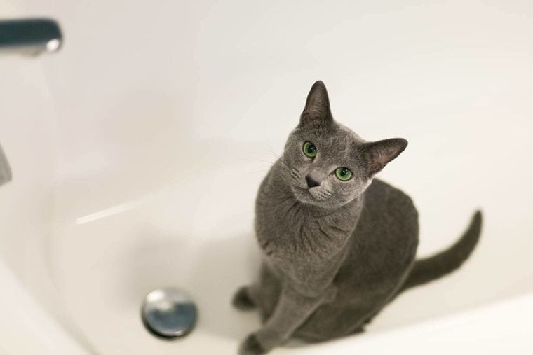 Why Does My Cat Poop in the Tub? 10 Possible Reasons & Solutions ...
