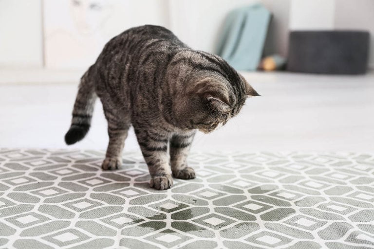 11 Likely Reasons Why Your Cat Smells Bad: What to Do About It ...