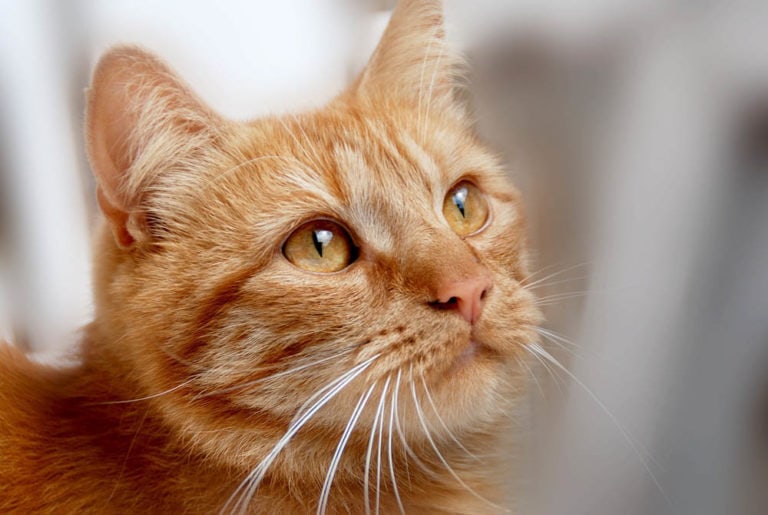 What Is Henry’s Pocket? Vet-Verified Feline Anatomy Facts & Mysteries ...