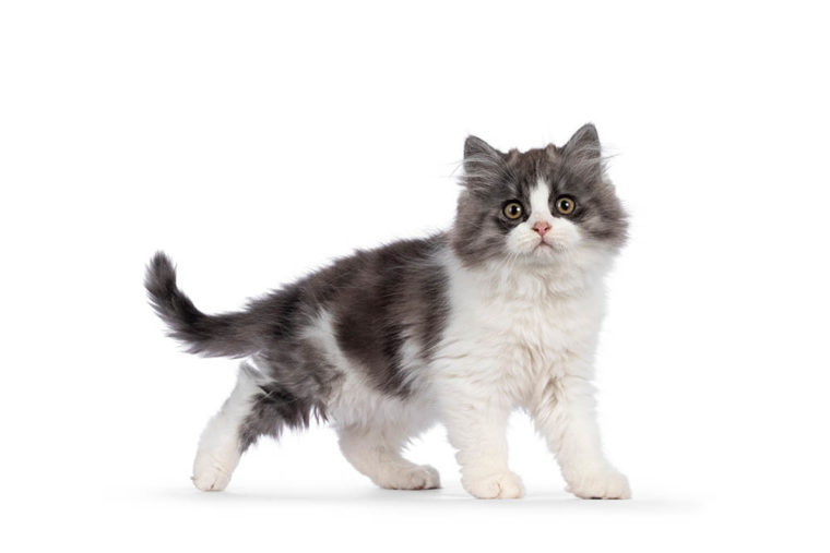 10 Interesting Types of Bicolor Cat Breeds (With Info & Pictures ...