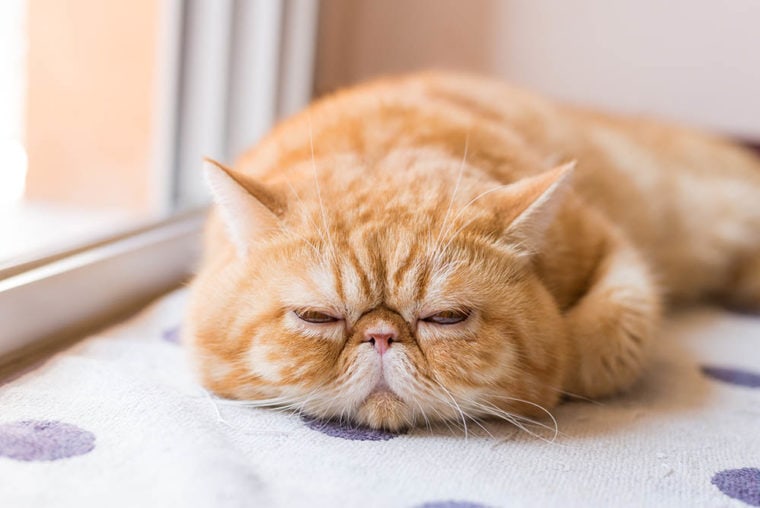 17 Typical Cat Sleeping Positions Explained (With Pictures ...