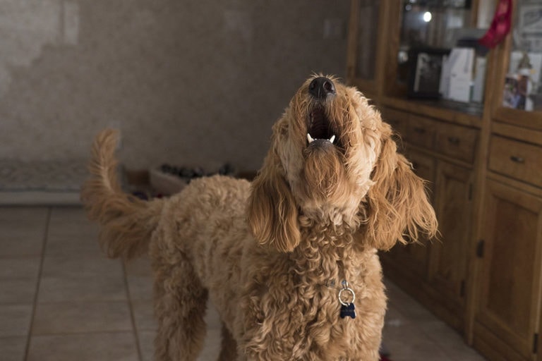 7 Happy Dog Noises: Sounds That Mean Your Dog Is Happy | Hepper Pet ...