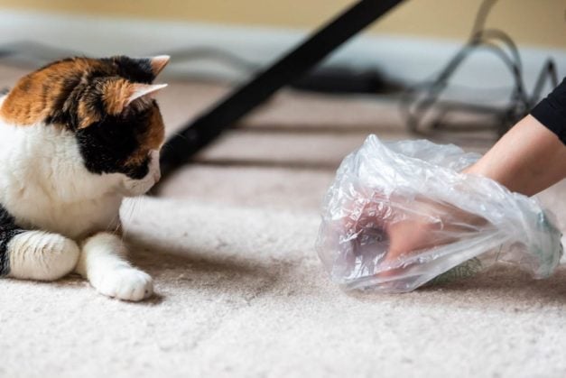 How Do Vets Get Stool Samples From Cats: Our Vet Answers | Hepper Pet ...