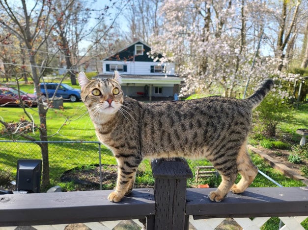15 Hybrid Cat Breeds (With Info & Pictures) | Hepper Pet Resources