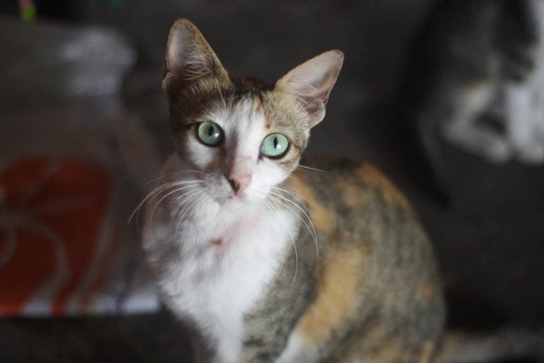 20 Most Popular Types of Mixed Cat Breeds (With Info & Pictures ...