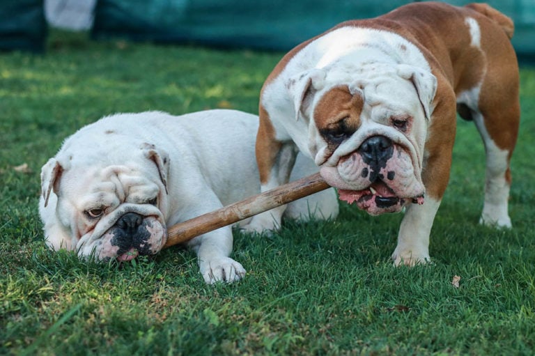 Can English Bulldogs Breed Naturally? Our Vet Answers | Hepper Pet ...