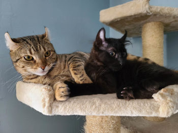 Highlander Cat: Pictures, Temperament & Traits | Hepper Pet Resources