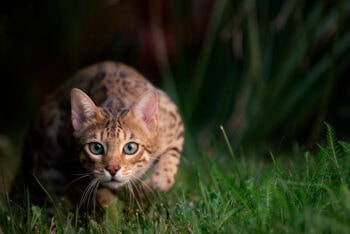 Do Cats Eat Frogs? Vet-Approved Dangers & FAQ | Hepper Pet Resources