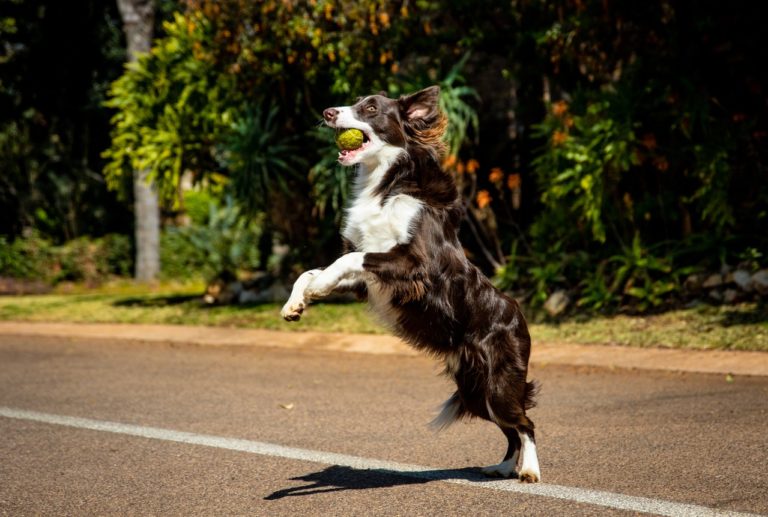 14 Fun Trick Ideas for Border Collies You Have to Try | Hepper Pet ...