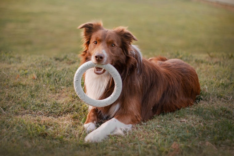 How to Teach a Dog to “Drop It” in 5 Simple Steps | Hepper Pet Resources