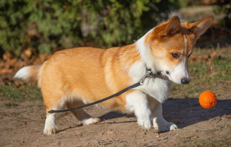 How to Train a Corgi Not to Bark: 8 Expert Tips | Hepper Pet Resources