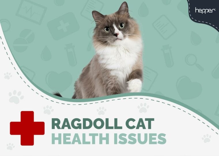 10 Common Ragdoll Cat Health Problems: Vet-Reviewed Facts | Hepper Pet ...