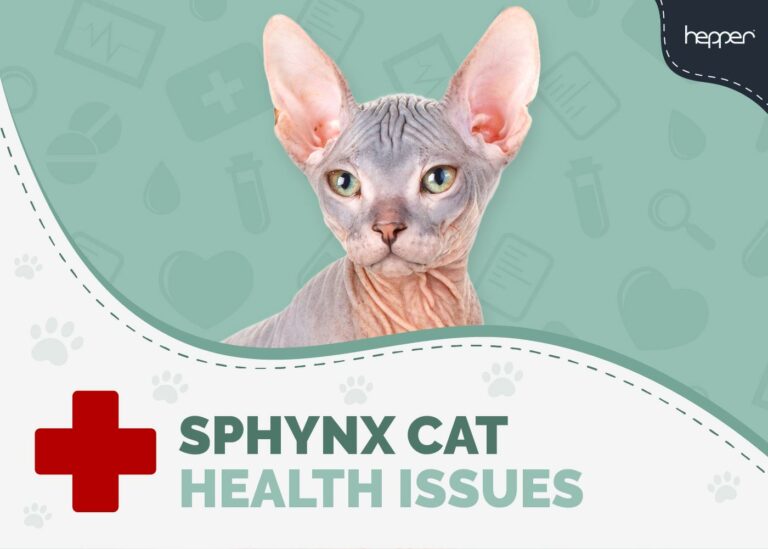12 Sphynx Cat Health Problems: Vet-Approved Prevention & Treatment ...