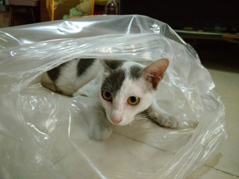 Pica in Cats: Our Vet Explains Causes, Signs & Treatments | Hepper Pet ...