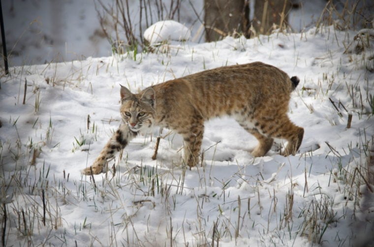 Can Bobcats Breed With Domestic Cats? Facts & Exotic Looking Breeds ...