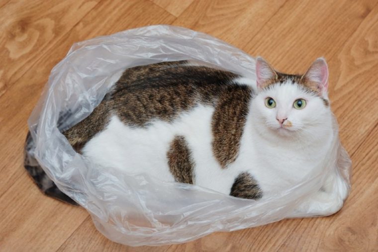 Why Do Cats Eat Plastic? 4 Vet-Reviewed Reasons & How to Stop it ...