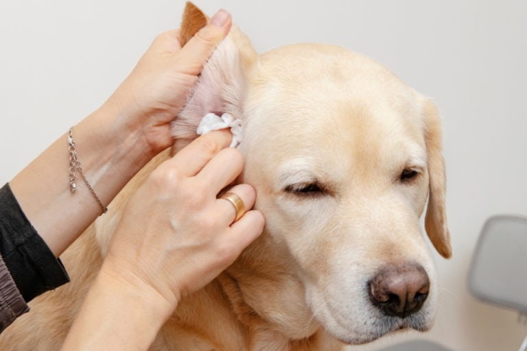 Dog Ear Hair Plucking: Our Vet Answers Concerns & Alternatives | Hepper ...