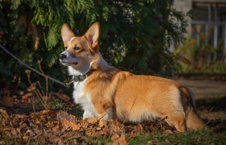 Do Corgis Normally Have Tails? Vet-Approved Anatomy Info | Hepper Pet ...