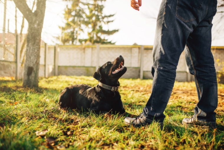 How to Teach a Dog to Crawl in 7 Simple Steps | Hepper Pet Resources