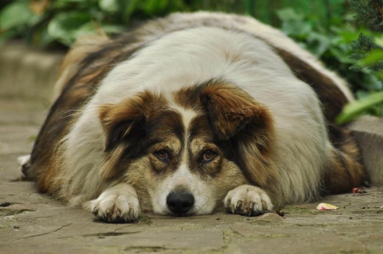 High Blood Pressure in Dogs: Vet-Verified Signs, Causes & Care | Hepper ...