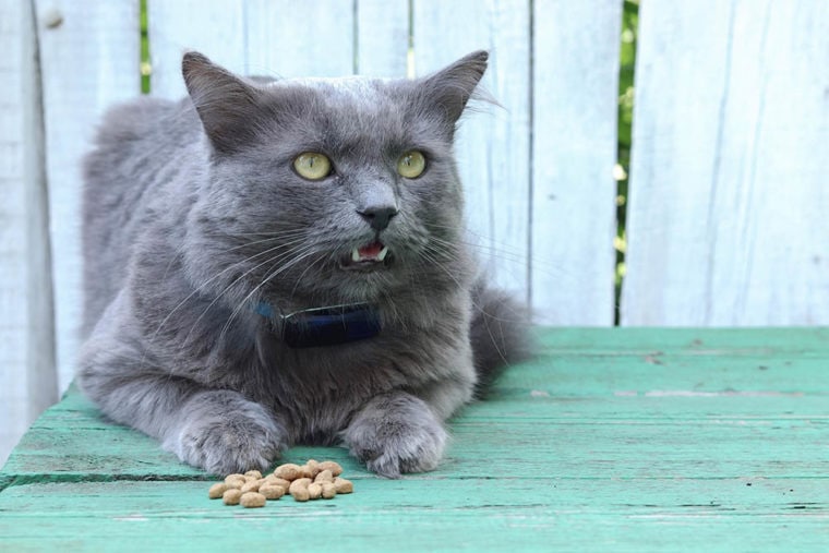 Why Does My Cat Takes Food Out of Their Bowl to Eat? 4 Reasons | Hepper ...