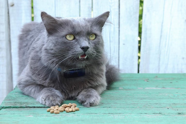 Why Does My Cat Takes Food Out of Their Bowl to Eat? 4 Reasons | Hepper ...