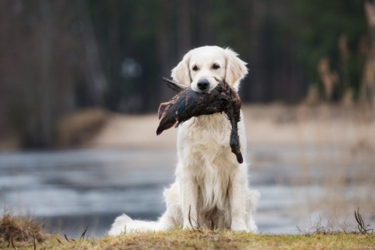 Field Golden Retriever vs. Show Golden Retriever: The Differences (With ...