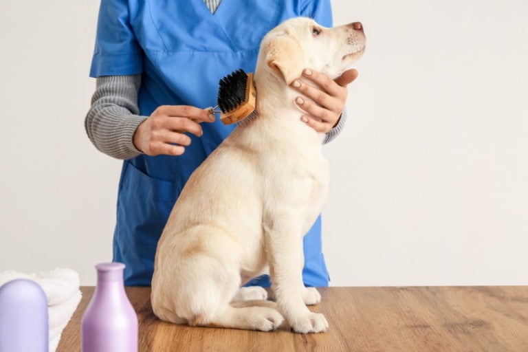 How to Give a Puppy a Bath in 10 Easy Steps: Vet Approved Advice ...