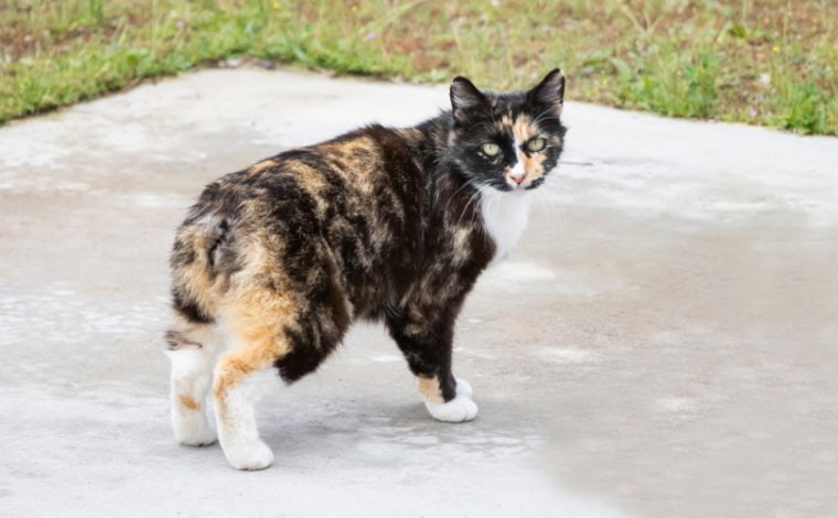 Manx Syndrome in Cats: Vet Diagnosis & Management Tips | Hepper Pet ...