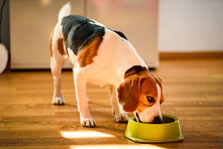 What Is Ash in Dog Food? Our Vet Answers | Hepper Pet Resources