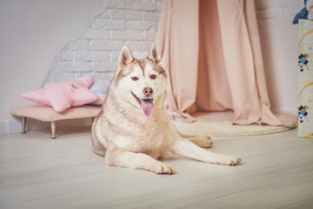 16 Siberian Husky Coat Colors, Patterns, & Markings (With Pictures ...