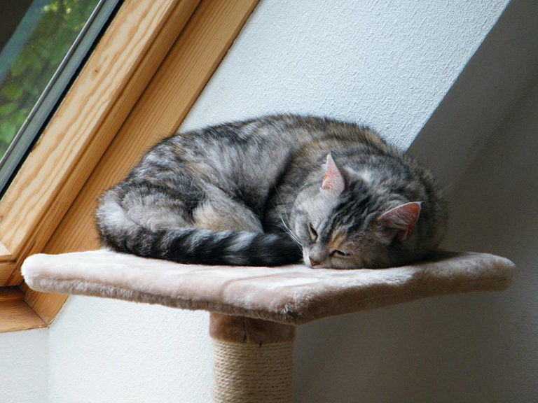 Why Do Cats Curl Their Paws? (7 Likely Reasons) | Hepper Pet Resources