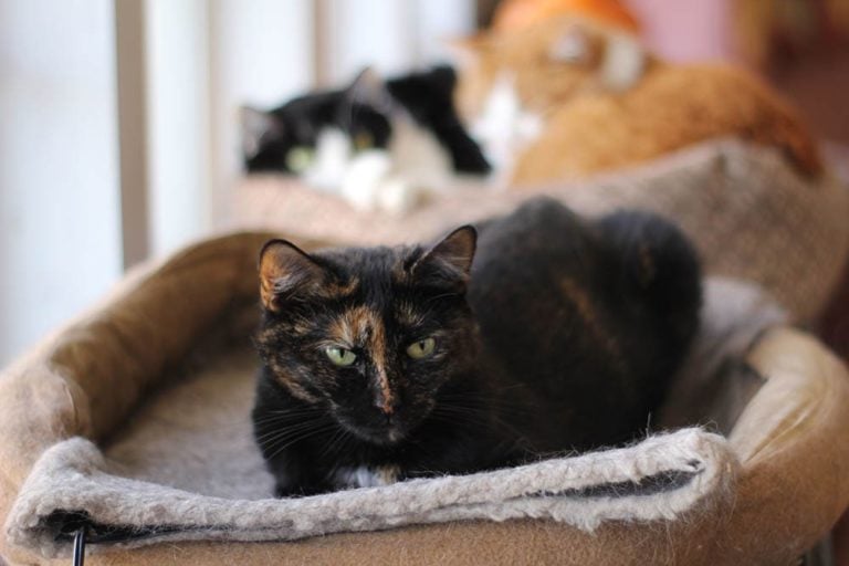 7 Best Heated Cat Houses (Indoors & Outdoors) - 2026 Reviews & Top ...